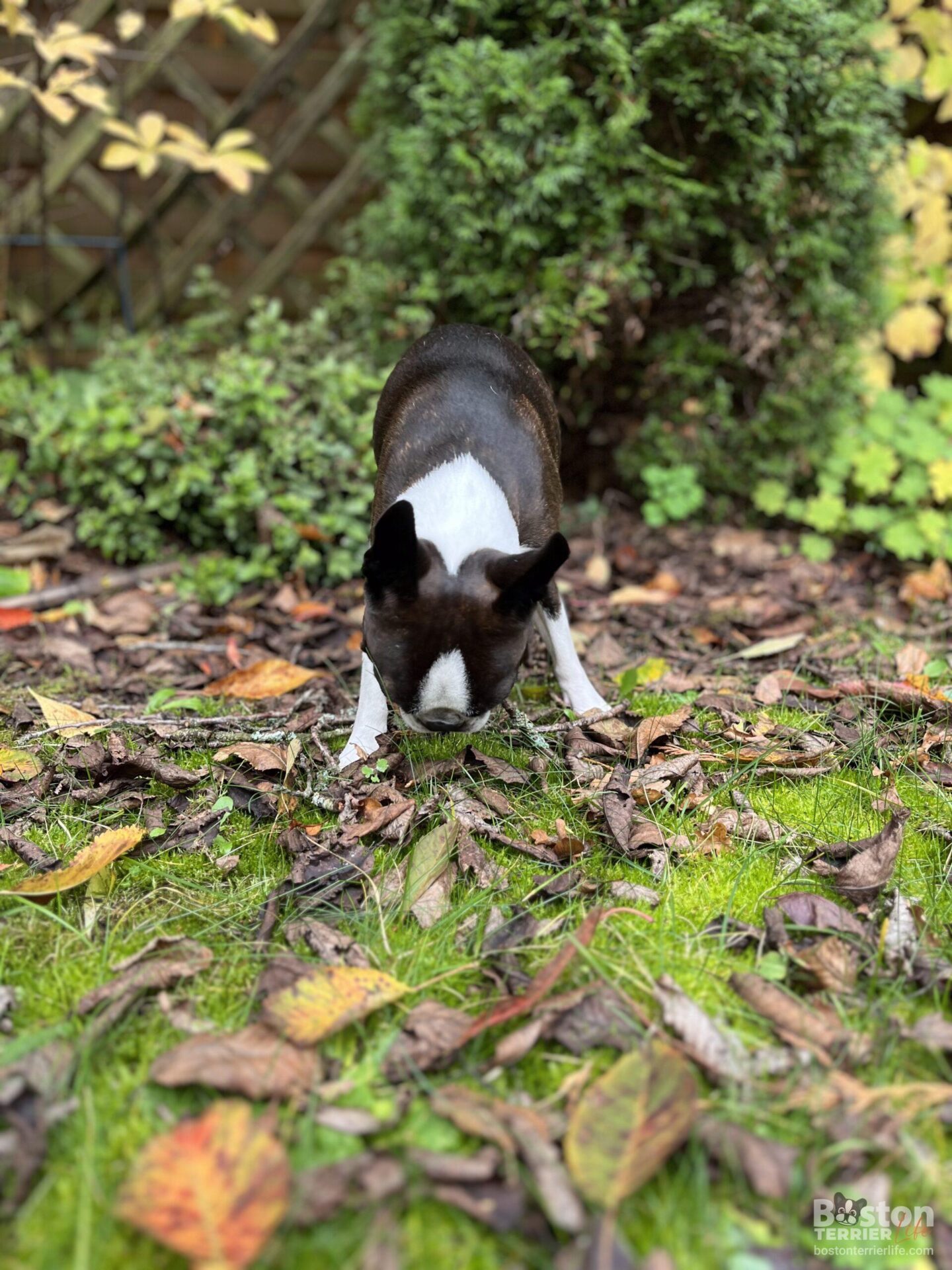 Home - Boston Terrier Life